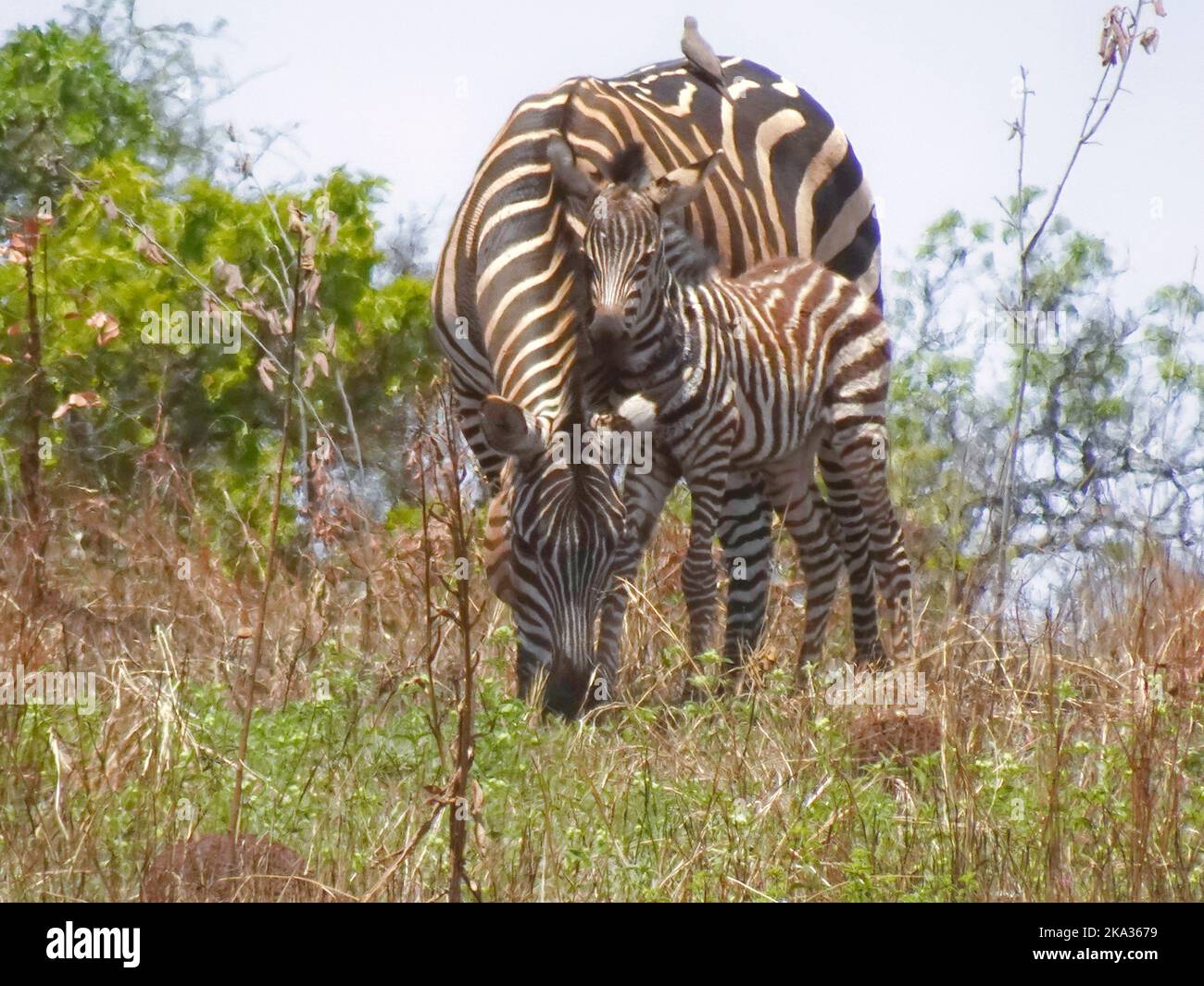 Akagera National Park, Rwanda, 26th August, 2022 A dirty Zebra and her ...