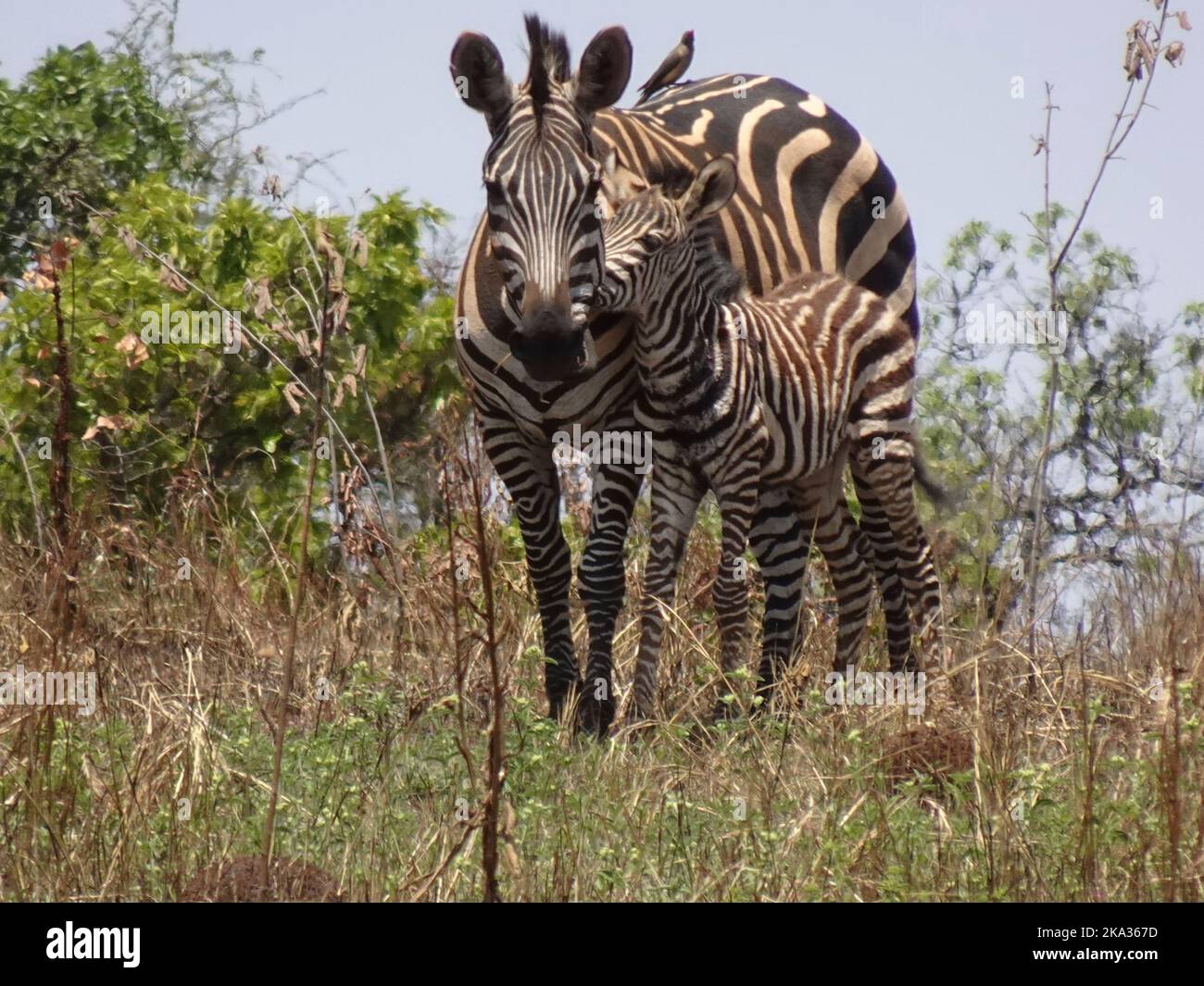 Akagera National Park, Rwanda, 26th August, 2022 A dirty Zebra and her ...