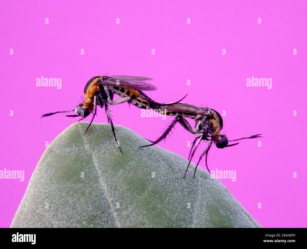 I took this photo using a cellphone camera and the damaged camera lens ...