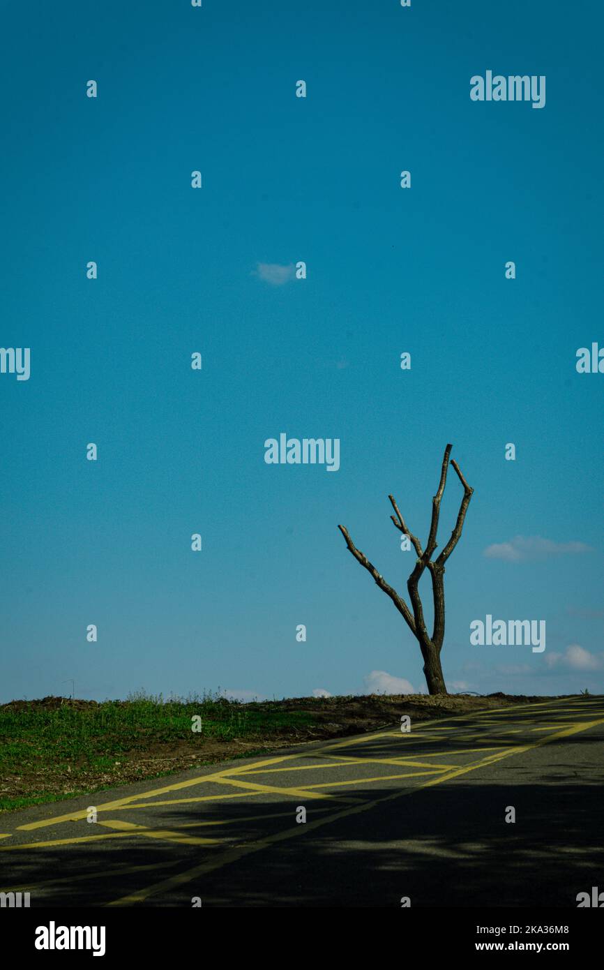 A dry tree along an empty road under a blue sky Stock Photo - Alamy