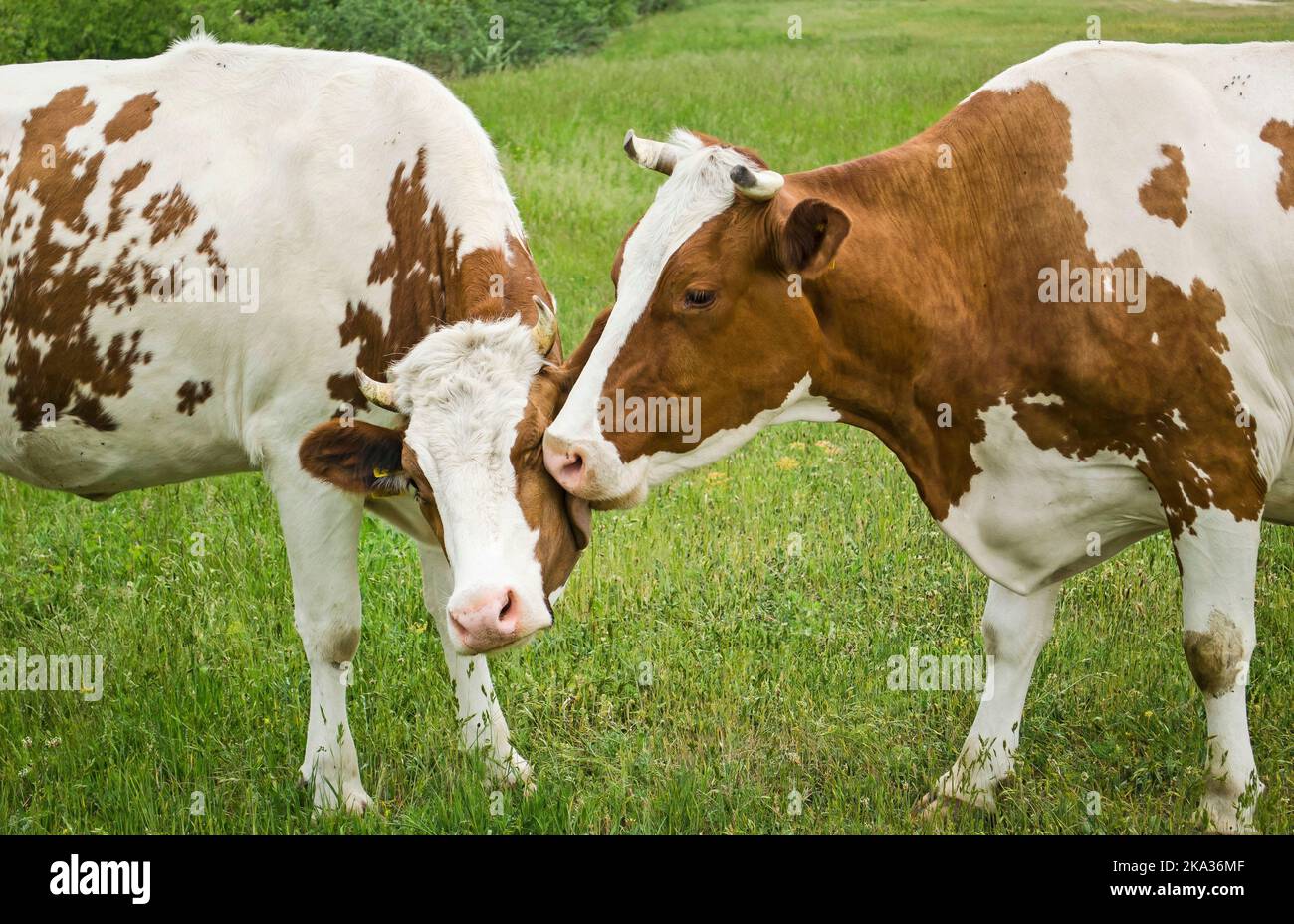 Playing cows hi-res stock photography and images - Alamy
