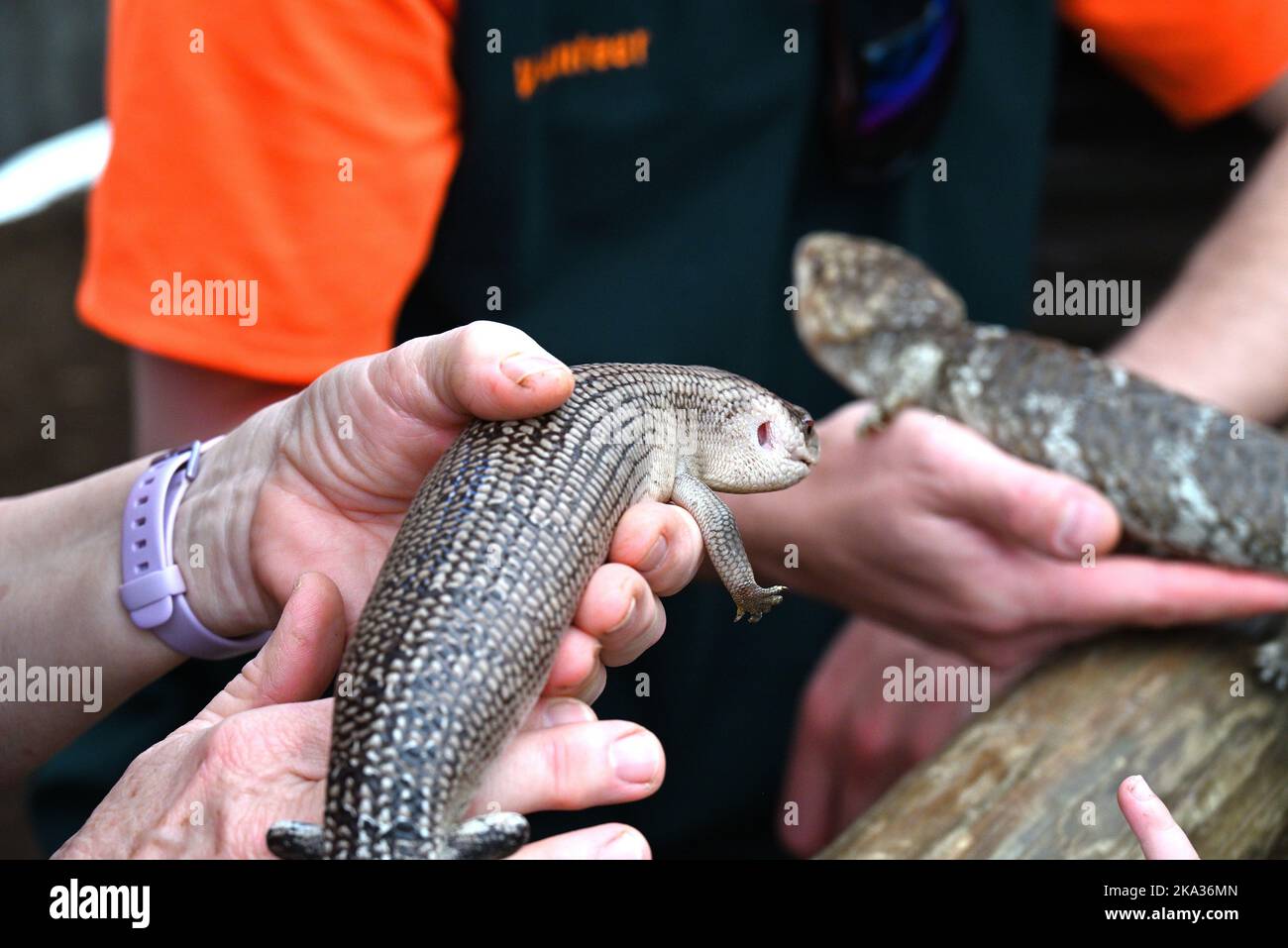 Touching iguana hi-res stock photography and images - Alamy