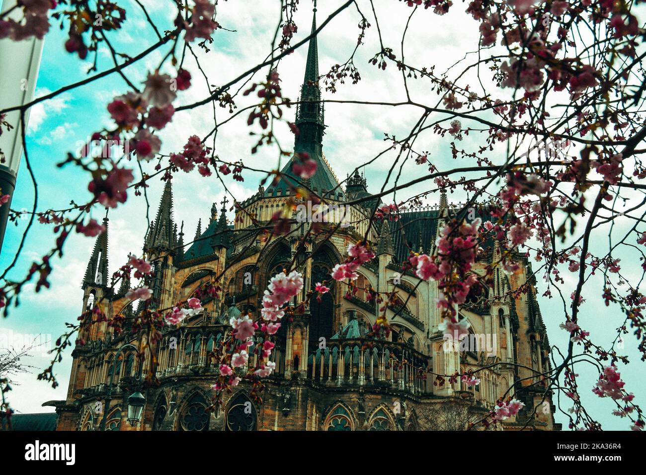 An outdoor view of an old architecture with pink cherry blossoms on ...