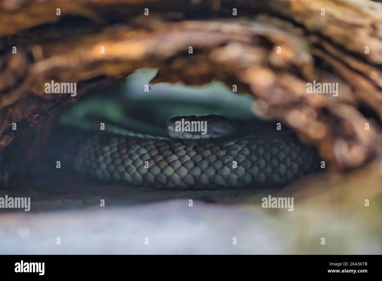 A selective of a snake from a hole of a log Stock Photo - Alamy