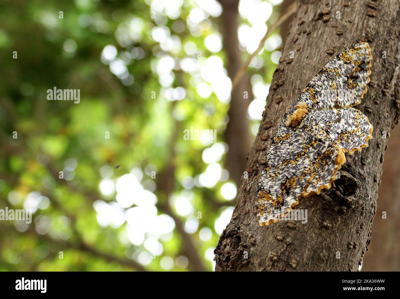 Moth on tree hi-res stock photography and images - Alamy