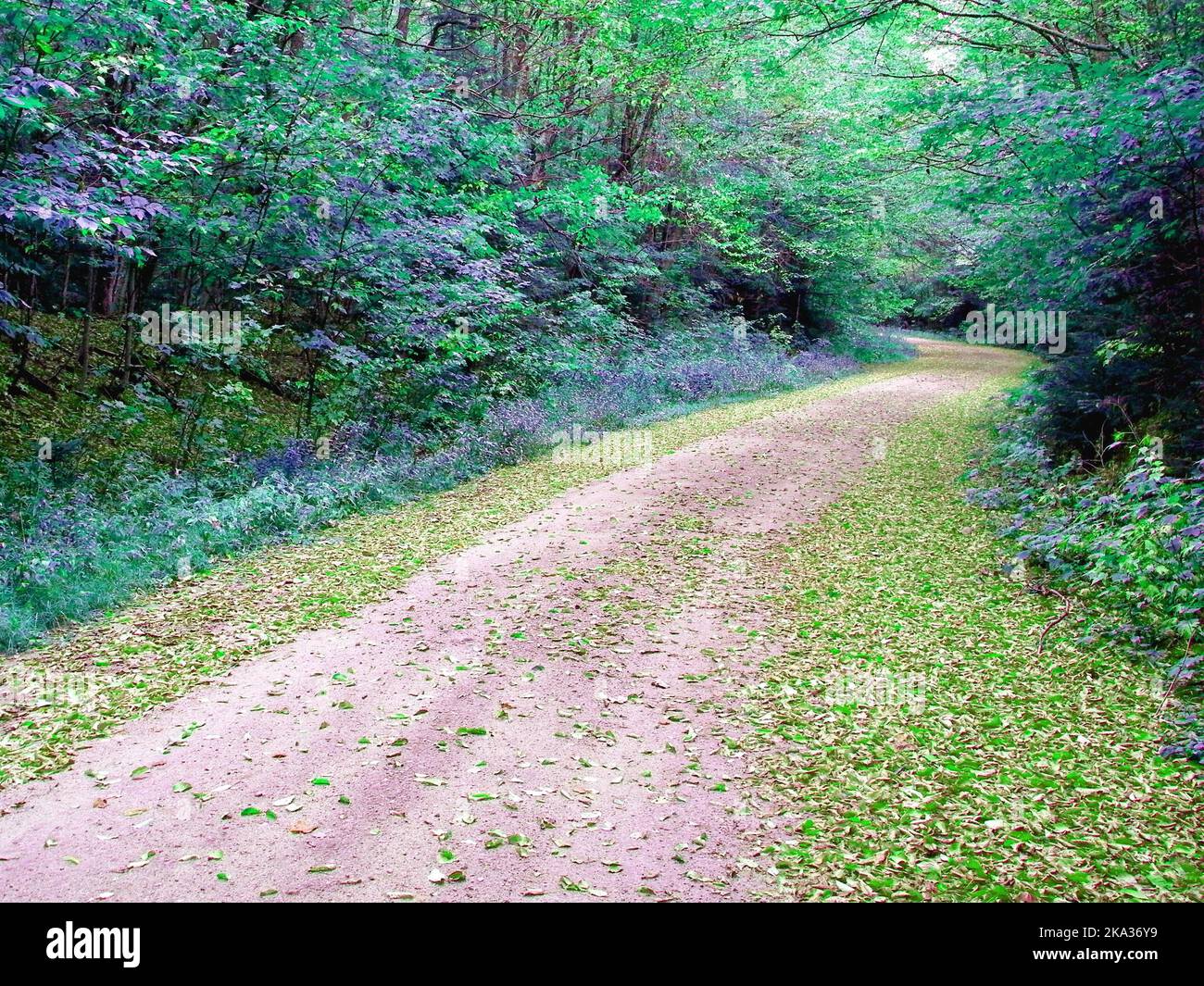 A long pathway passing through thick trees in the forest Stock Photo ...