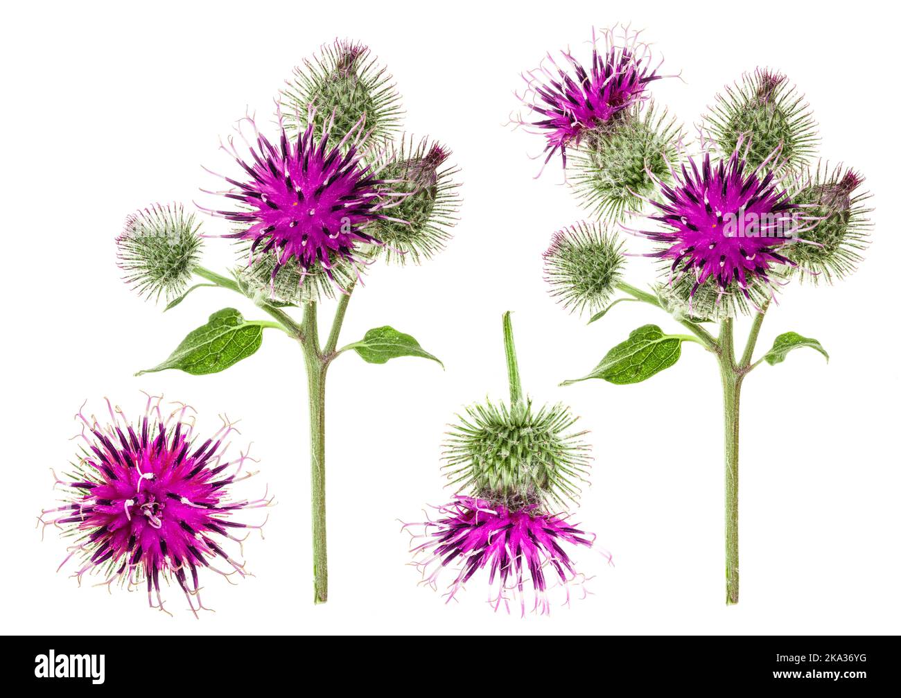 Burdock flower isolated on white background. Medicinal plant: Arctium Stock Photo - Alamy