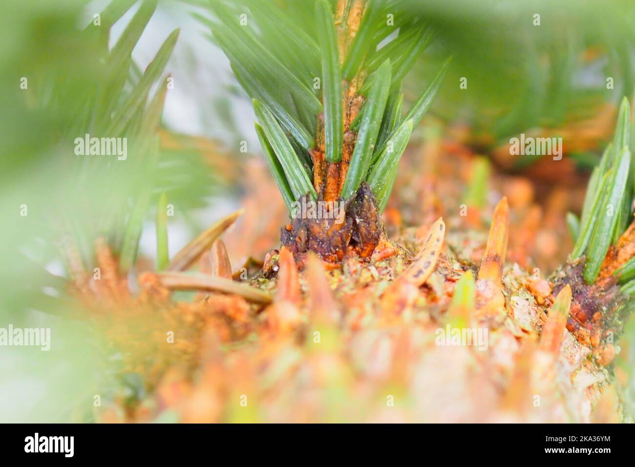 A macro shot of pine buds Stock Photo - Alamy