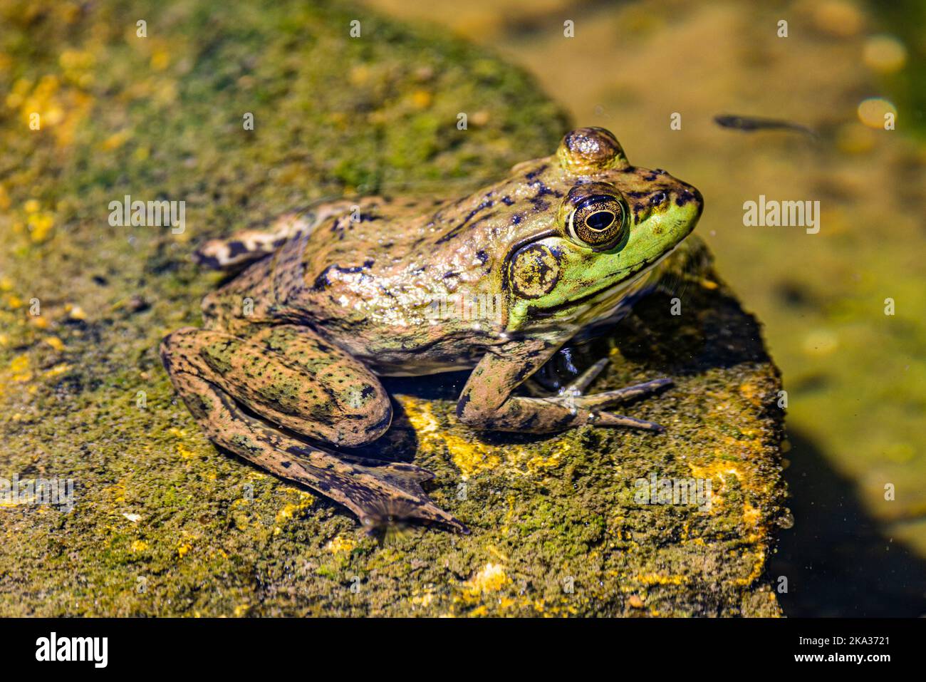 A portrait of a true frog on the mossy stone. Arizona Stock Photo - Alamy