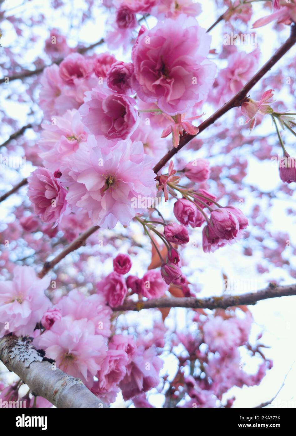 A vertical shot of bloomed sakura tree branches Stock Photo - Alamy