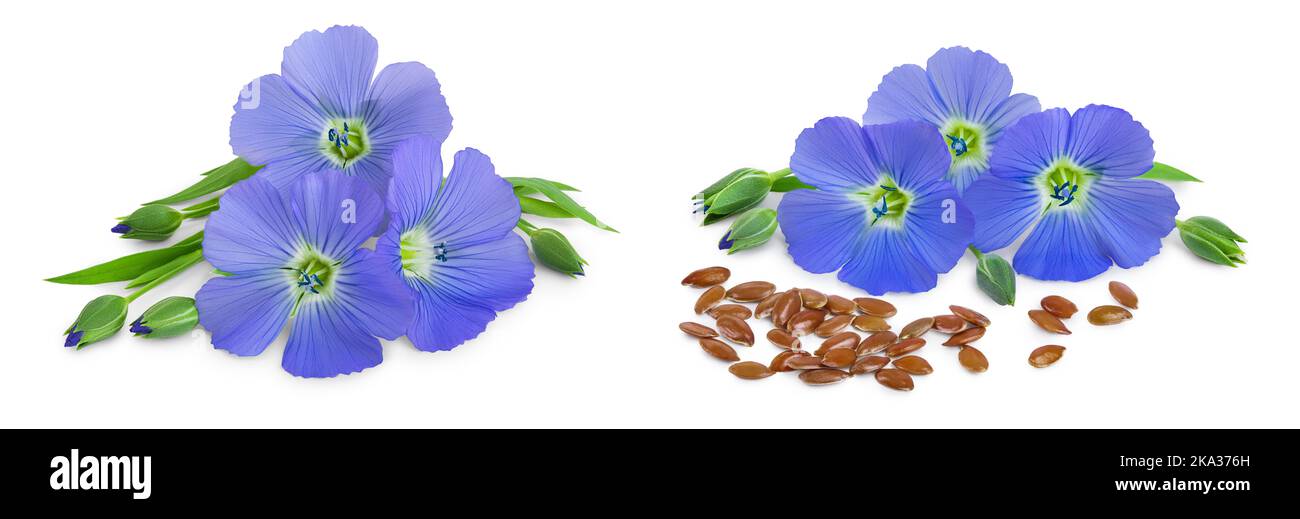 Flax blue flowers closeup isolated on white background Stock Photo - Alamy