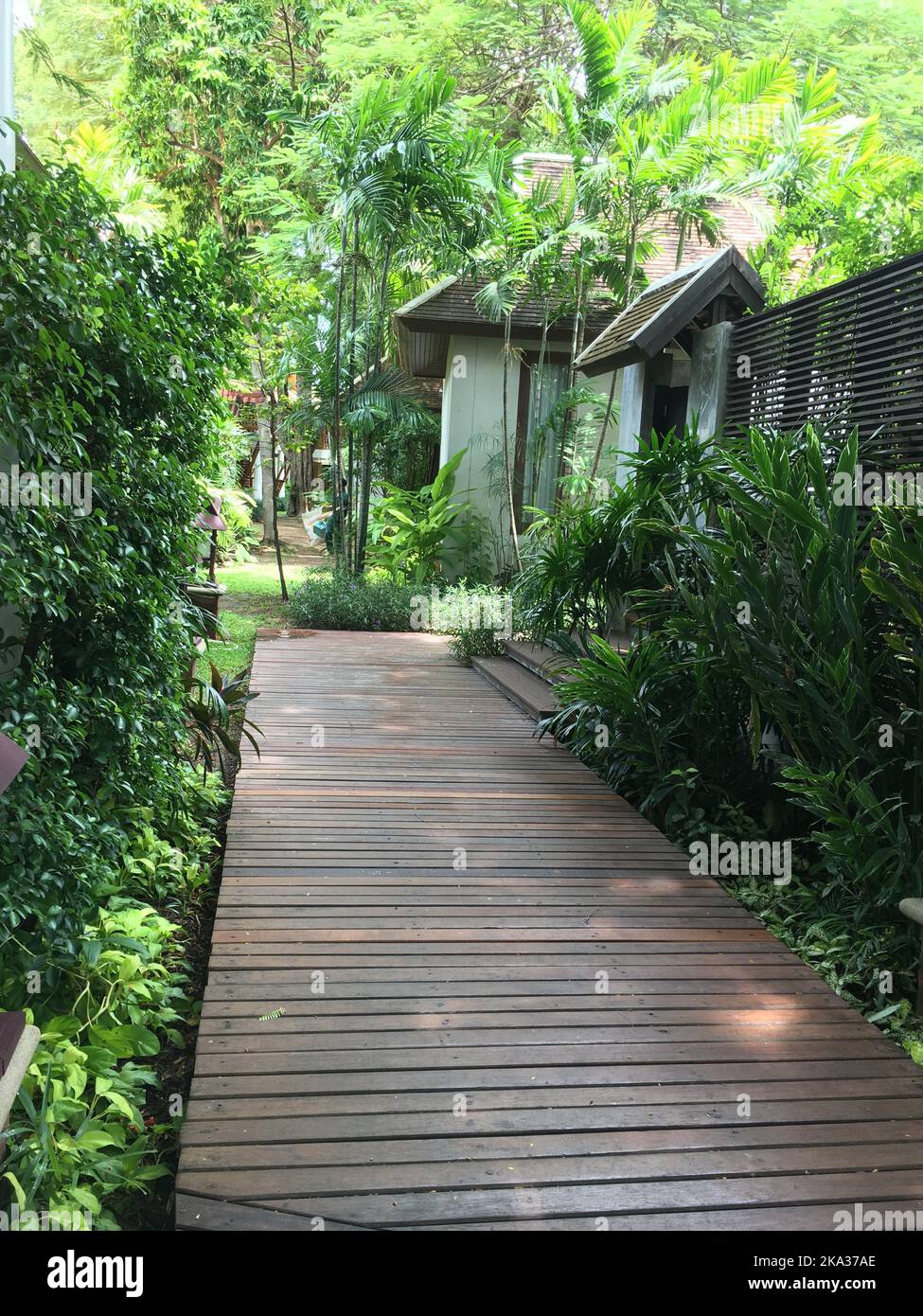 A green walkways and landscape of Ko Samui Island Stock Photo - Alamy