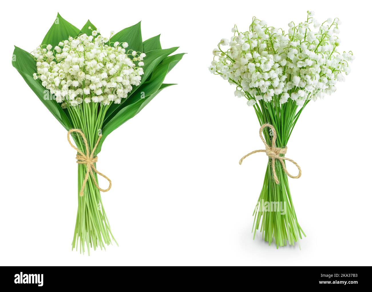 Lilly of the valley flowers isolated on white background with full depth of field Stock Photo ...