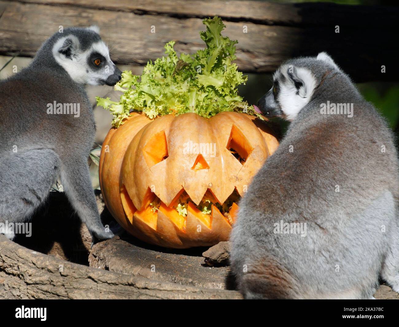 Rome, Italy. 30th Oct, 2022. Ring-tailed lemurs look at a pumpkin at ...