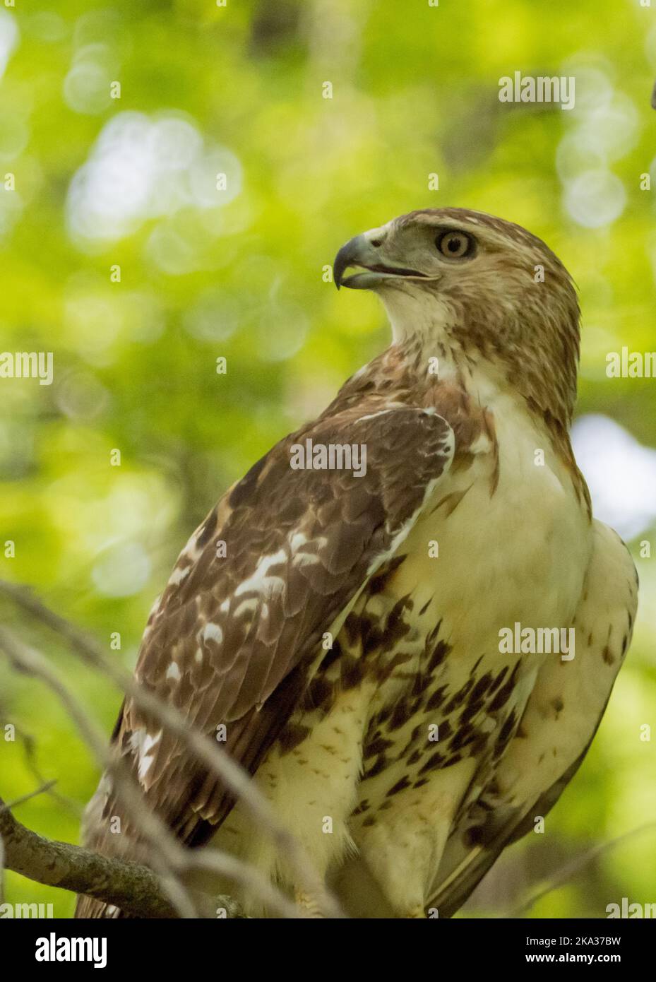 A vertical shot of a red Tailed Hawk looking for prey at Holland Park ...