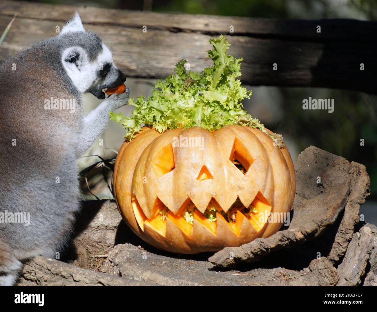 Rome, Italy. 30th Oct, 2022. A ring-tailed lemur eats food hidden in a ...