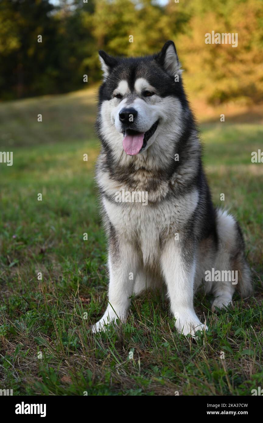 Giant Malamute Wolf Mix