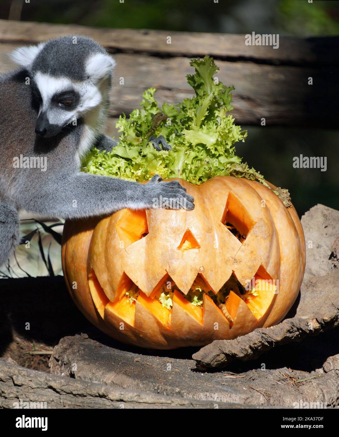 Rome, Italy. 30th Oct, 2022. A ring-tailed lemur touches a pumpkin at ...