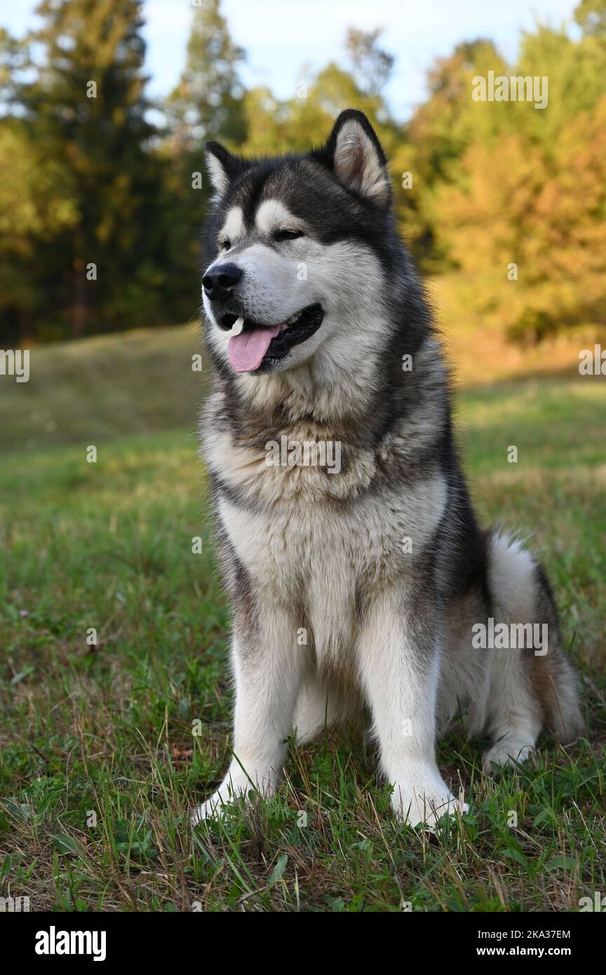 Wolf X Alaskan Malamute Preis Alaskan Malamute Kennel Issues Of