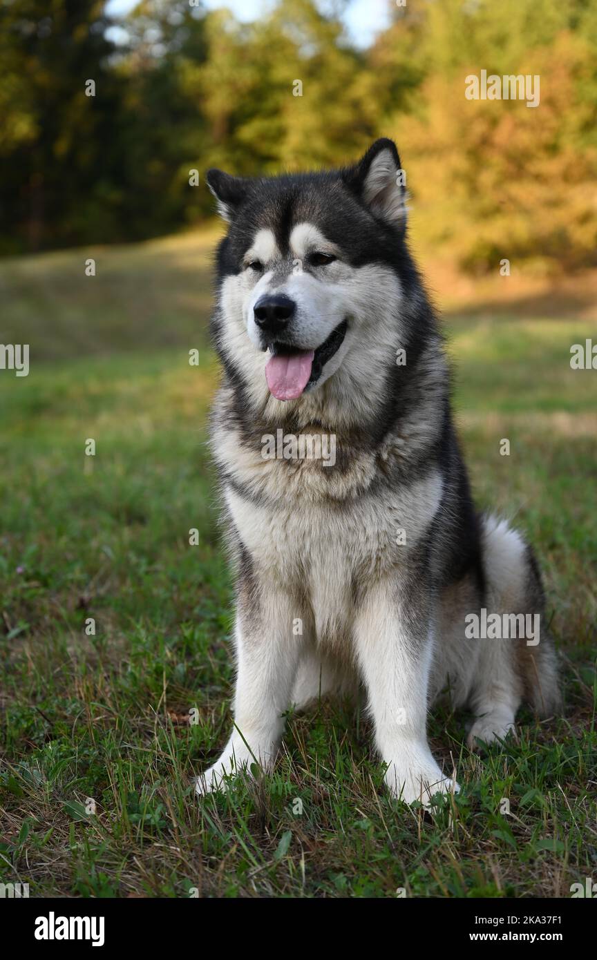 Malamuteaddicts hi-res stock photography and images - Alamy