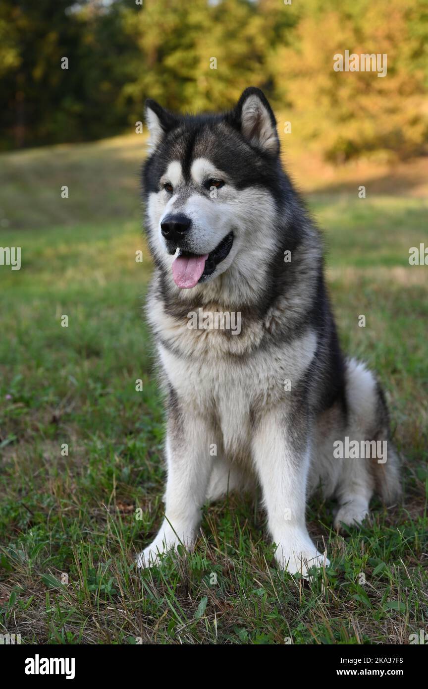 Alaskan malamute puppy snow hi-res stock photography and images - Alamy
