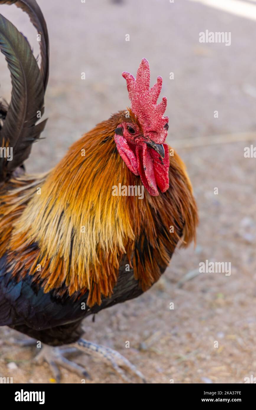 A selective focus shot of rooster with red comb Stock Photo - Alamy