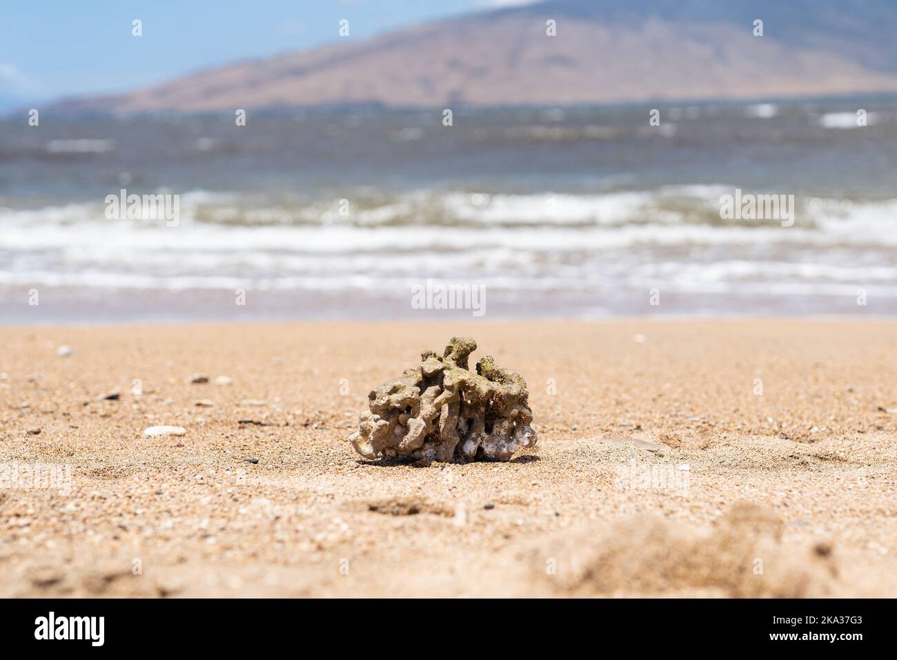 A piece of dead coral washed up on a Hawaiian beach Stock Photo - Alamy