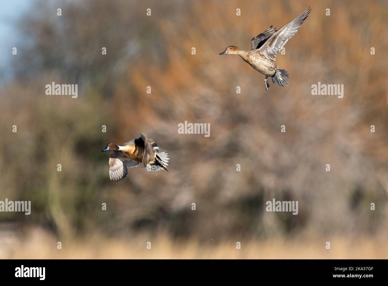 The northern pintail flying with opened wings to the flock Stock Photo ...