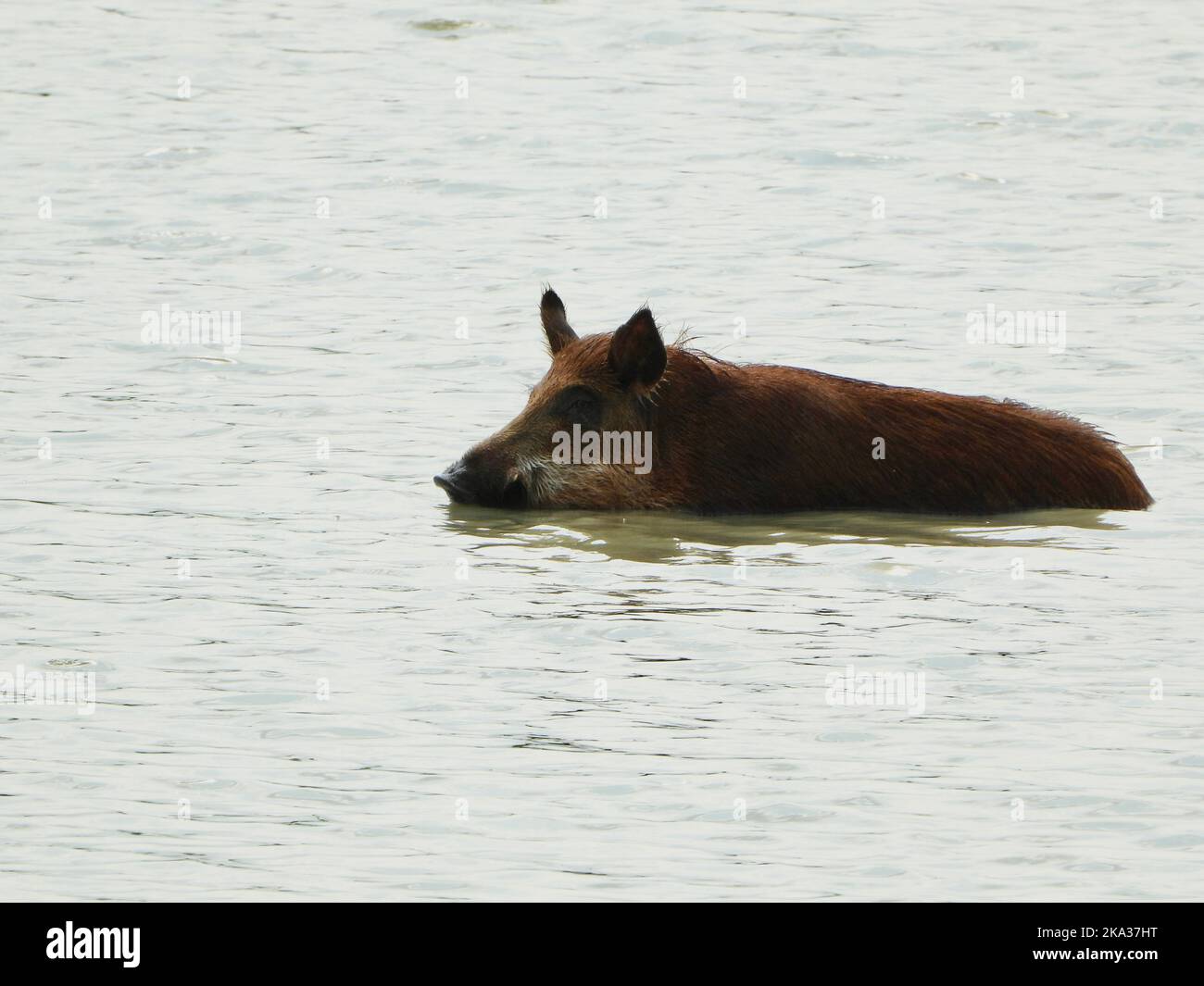 A brown wild hog swimming around in a lake Stock Photo - Alamy