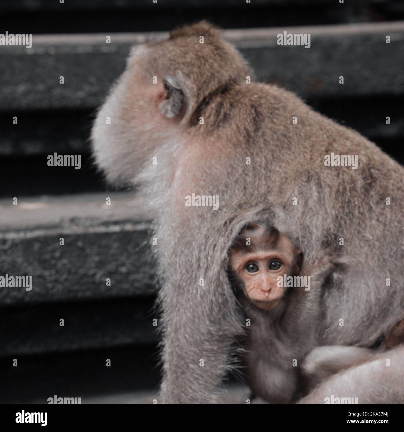 An adorable baby monkey hugging its mother Stock Photo - Alamy
