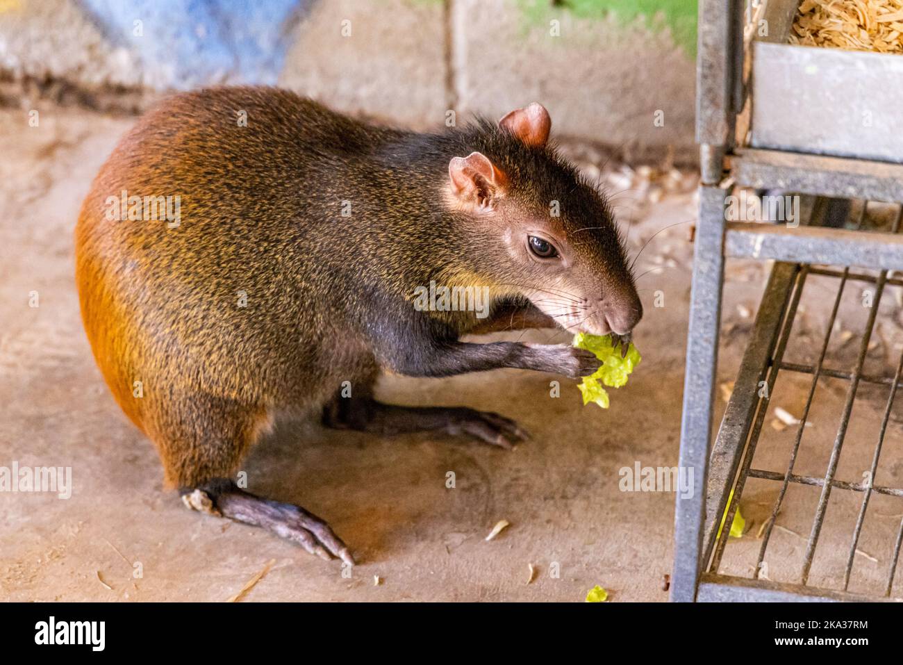 Agouti dasyprocta leporina hi-res stock photography and images - Alamy
