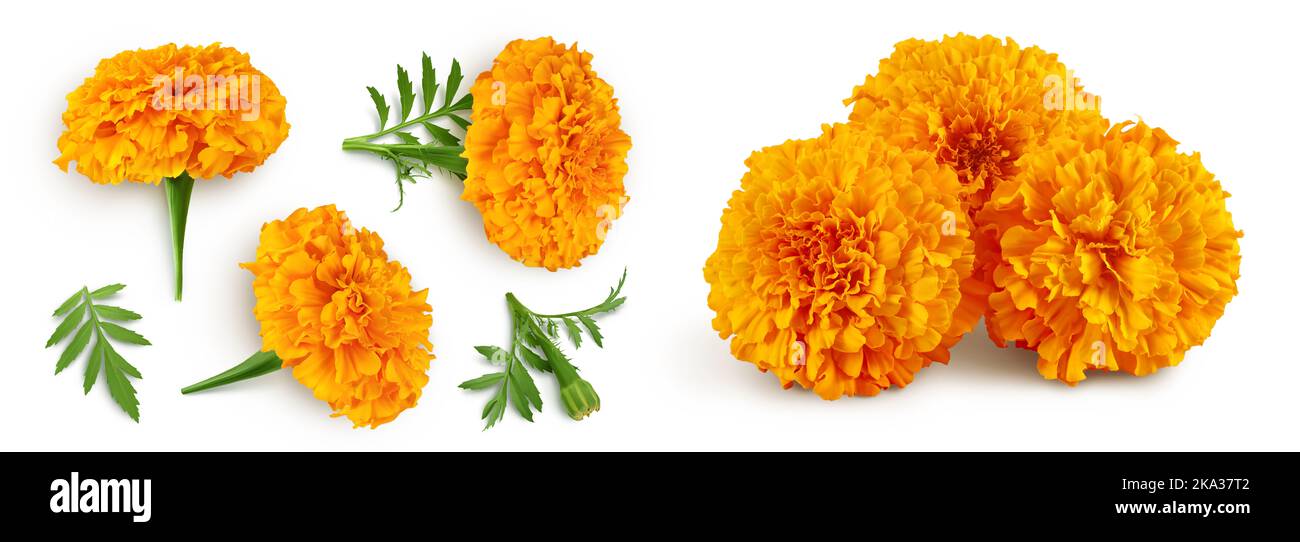 fresh marigold or tagetes erecta flower isolated on white background ...