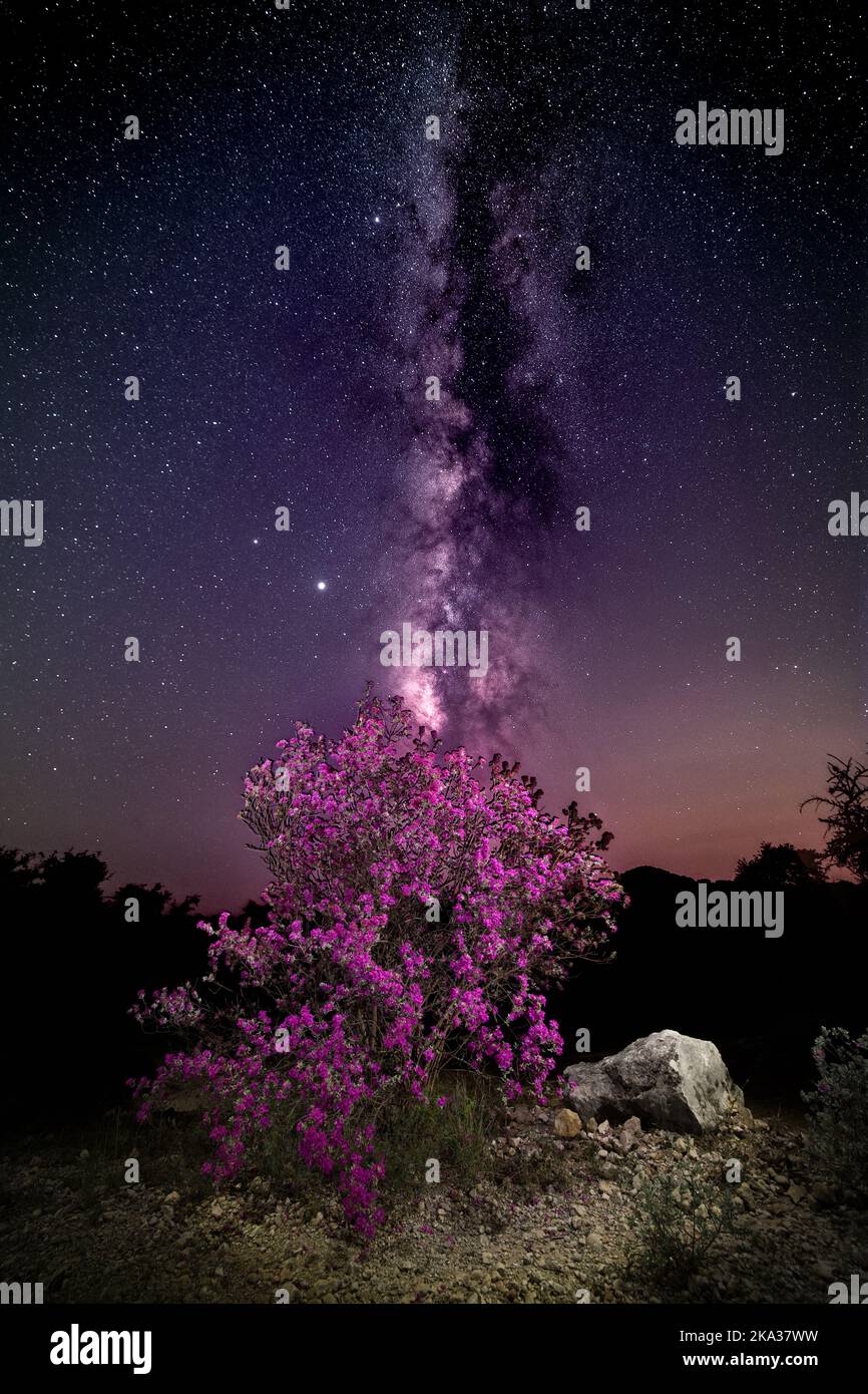 A vertical shot of the purple milky way in the night sky over a shrub ...
