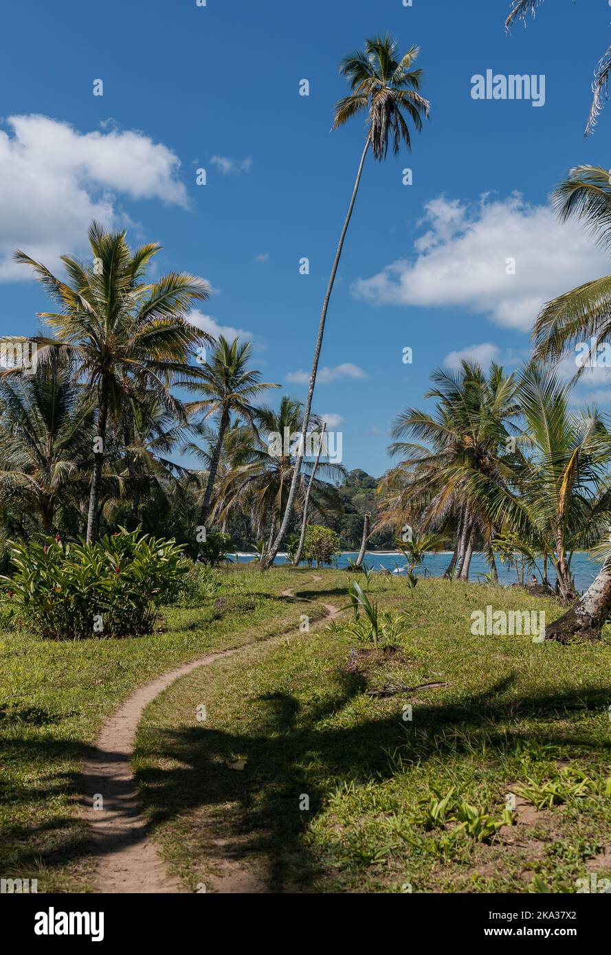 A vertical of a path through a green park with palms Stock Photo - Alamy