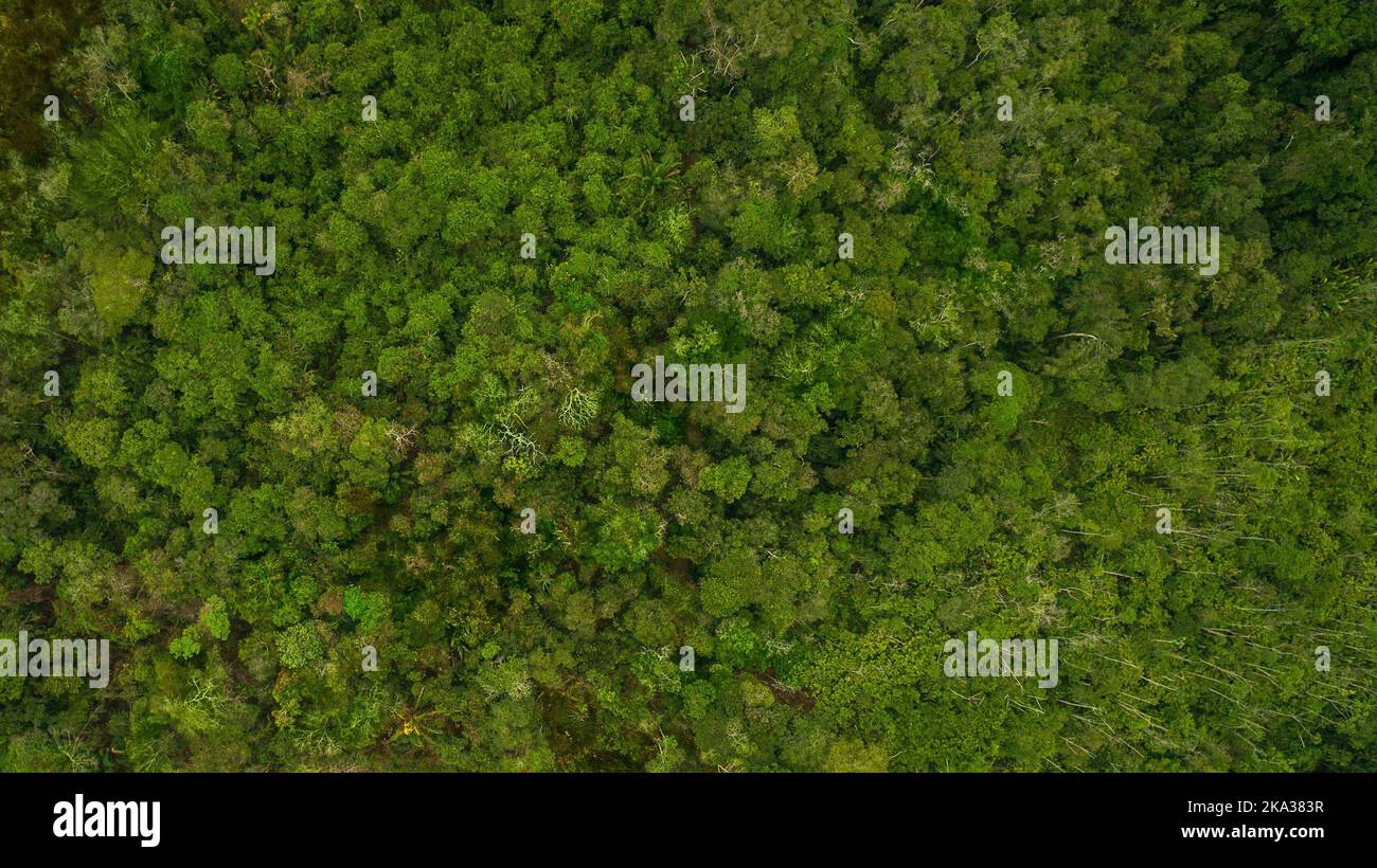 A drone shot of the beautiful green trees with sunlight touching and ...