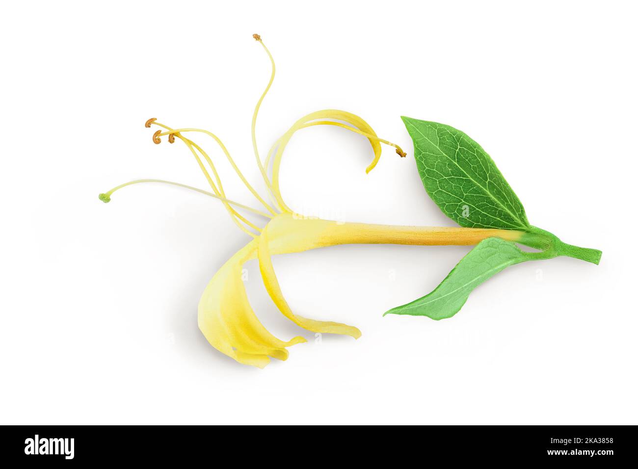 honeysuckle flower isolated on white background with full depth of ...