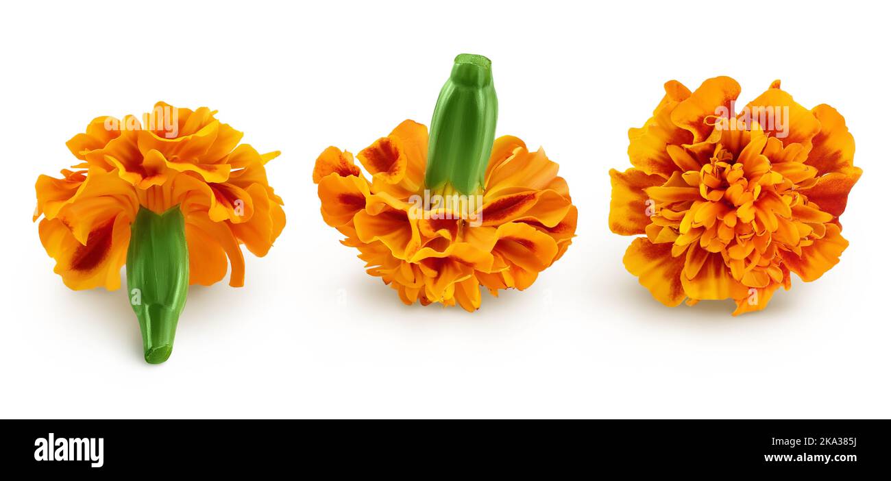 fresh marigold or tagetes erecta flower isolated on white background ...