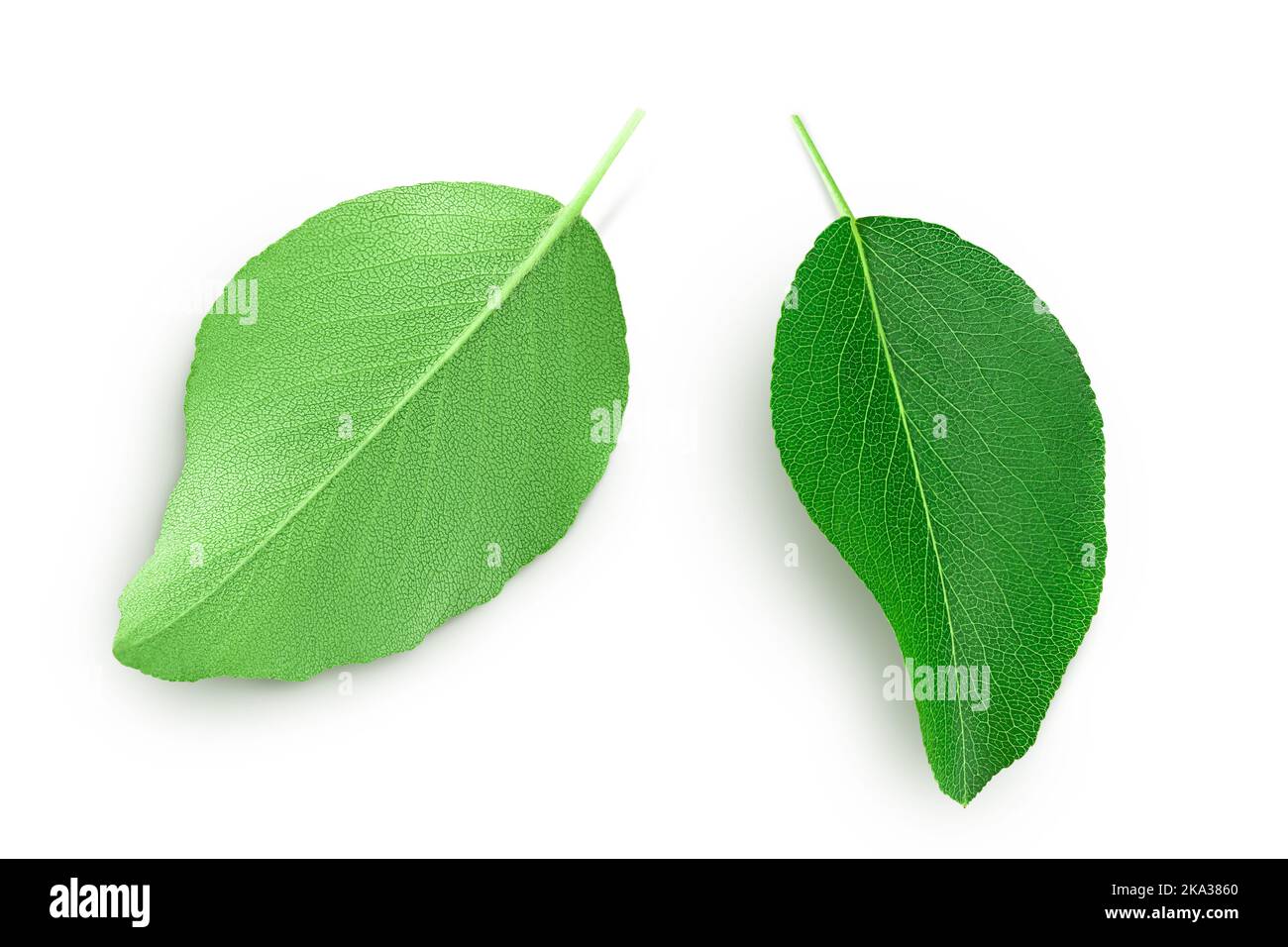 Green pear leaf isolated on white background. Top view. Flat lay Stock ...