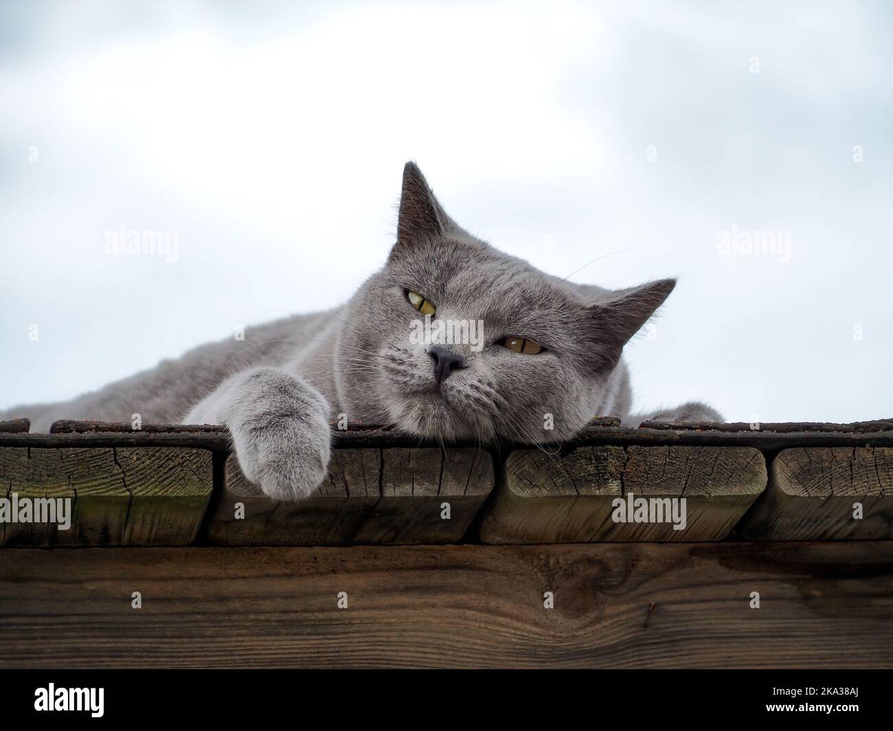 Gray cat relaxing outside, sleeping. blue cat at cozy, walks in nature ...