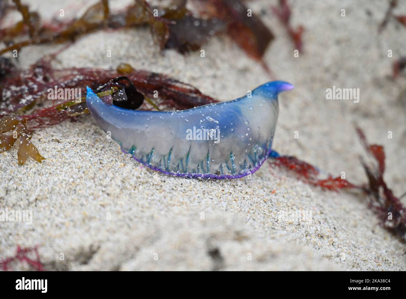 Blue bottle jellyfish hi-res stock photography and images - Alamy