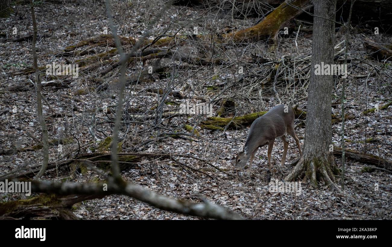 An adorable cute deer looking for food among the fallen autumn leaves ...