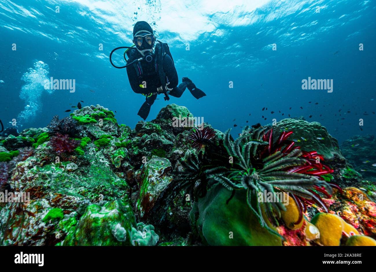diver exploring a coral reef in the South Andaman Sea / Thailand Stock ...