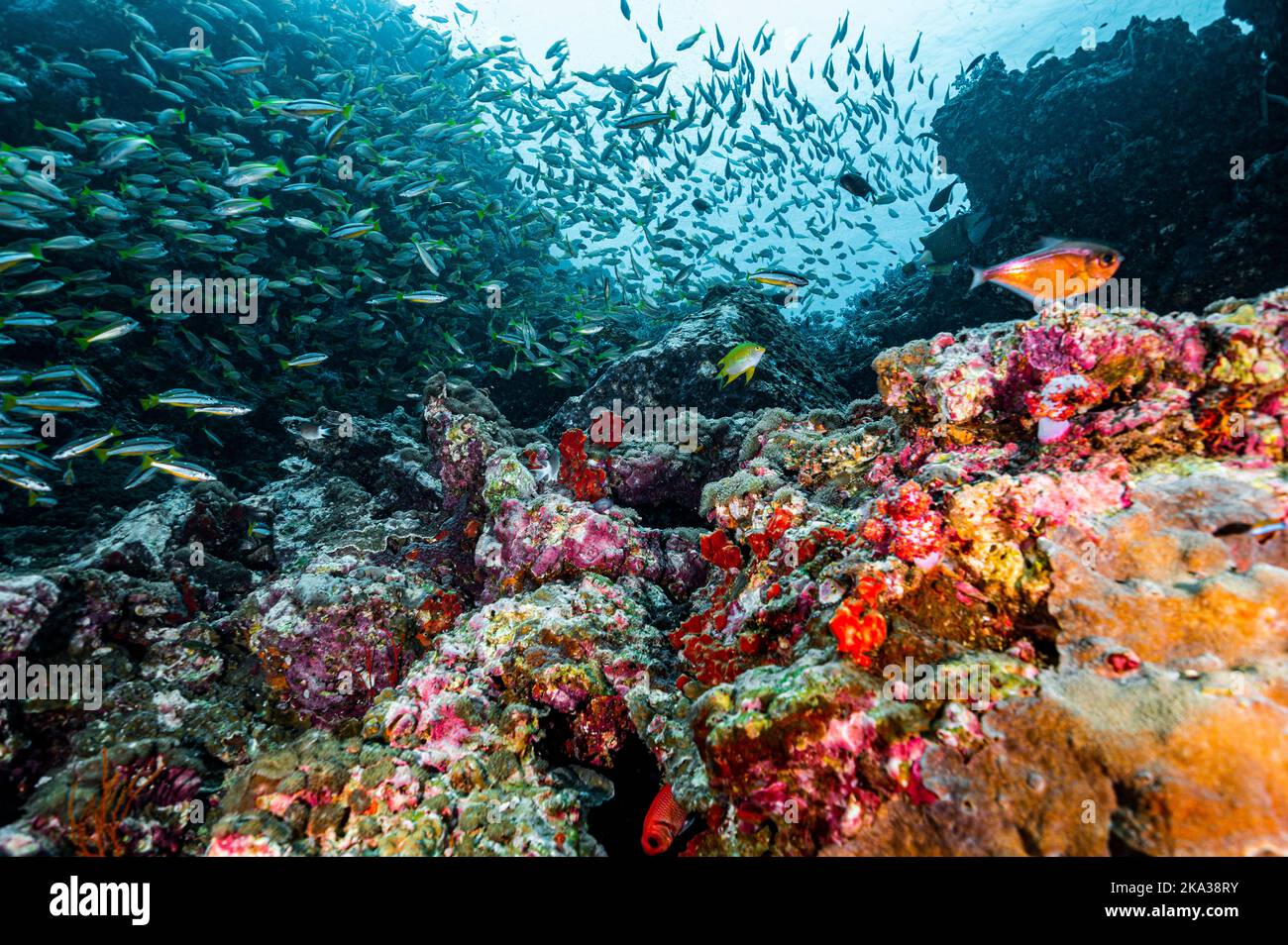 biodiversity at coral reef in the South Andaman Sea / Thailand Stock ...