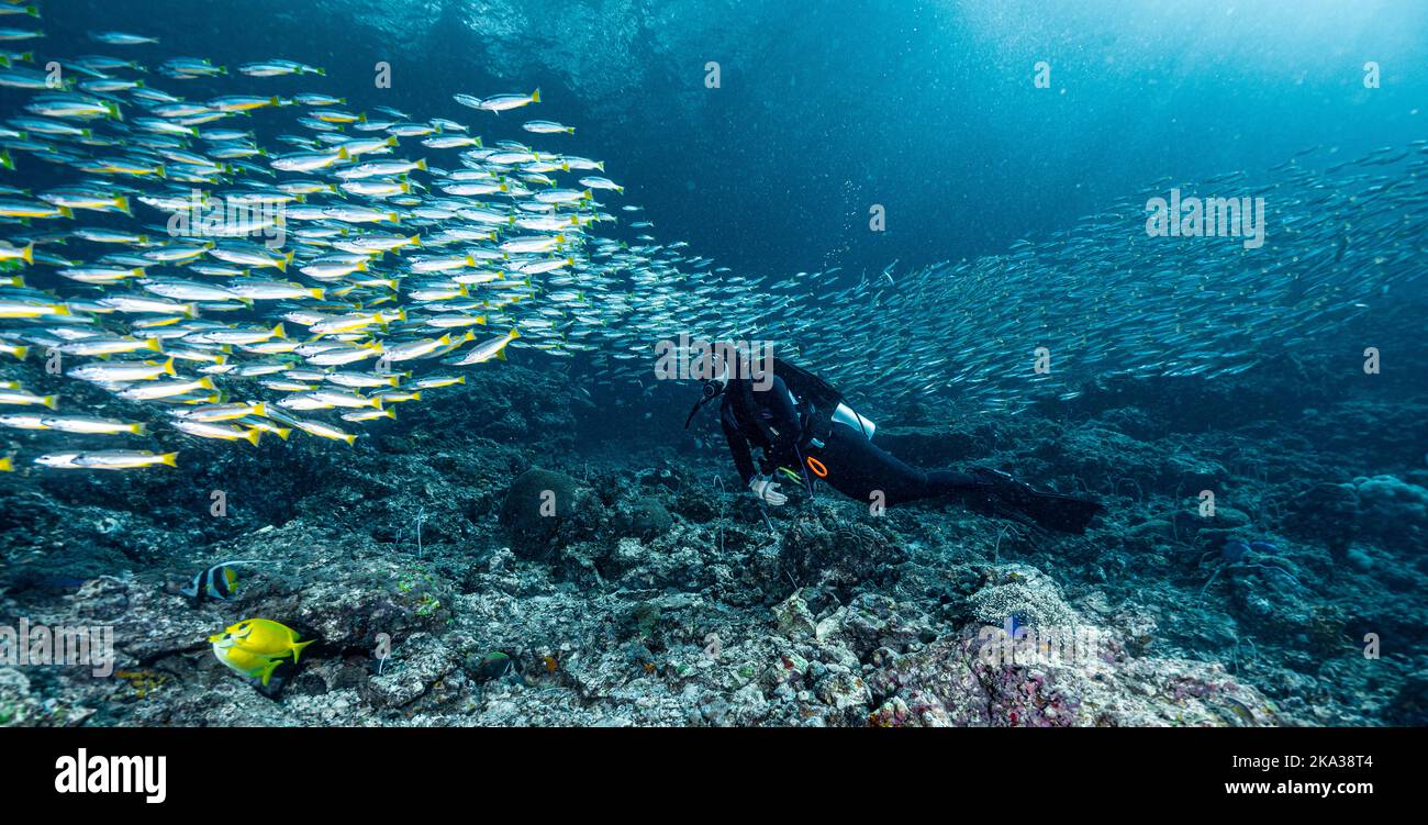 diver exploring a coral reef in the South Andaman Sea / Thailand Stock ...