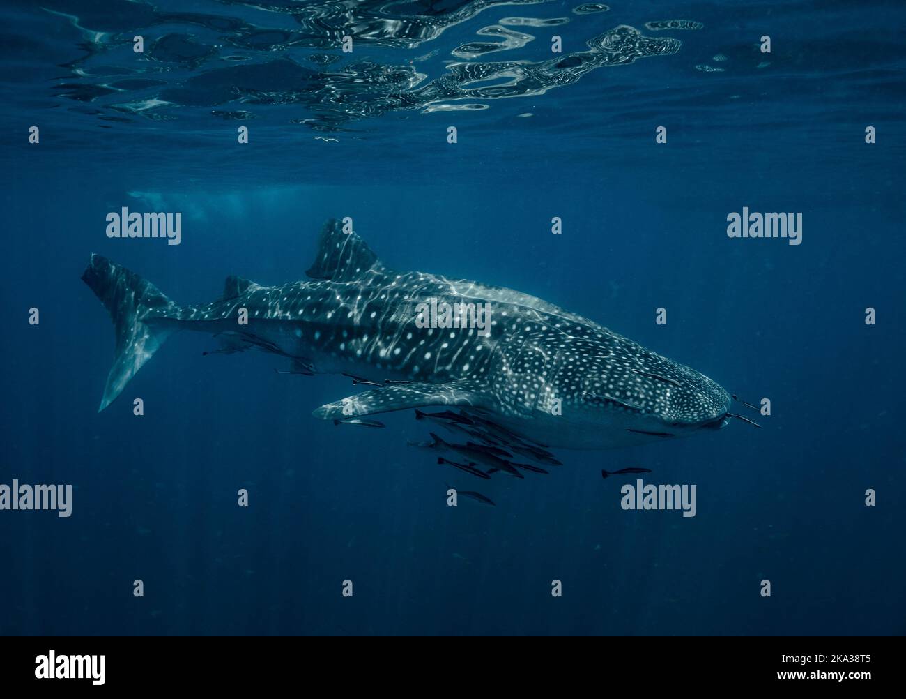 a whale shark - the largest fish in the world - in Thailand Stock Photo ...