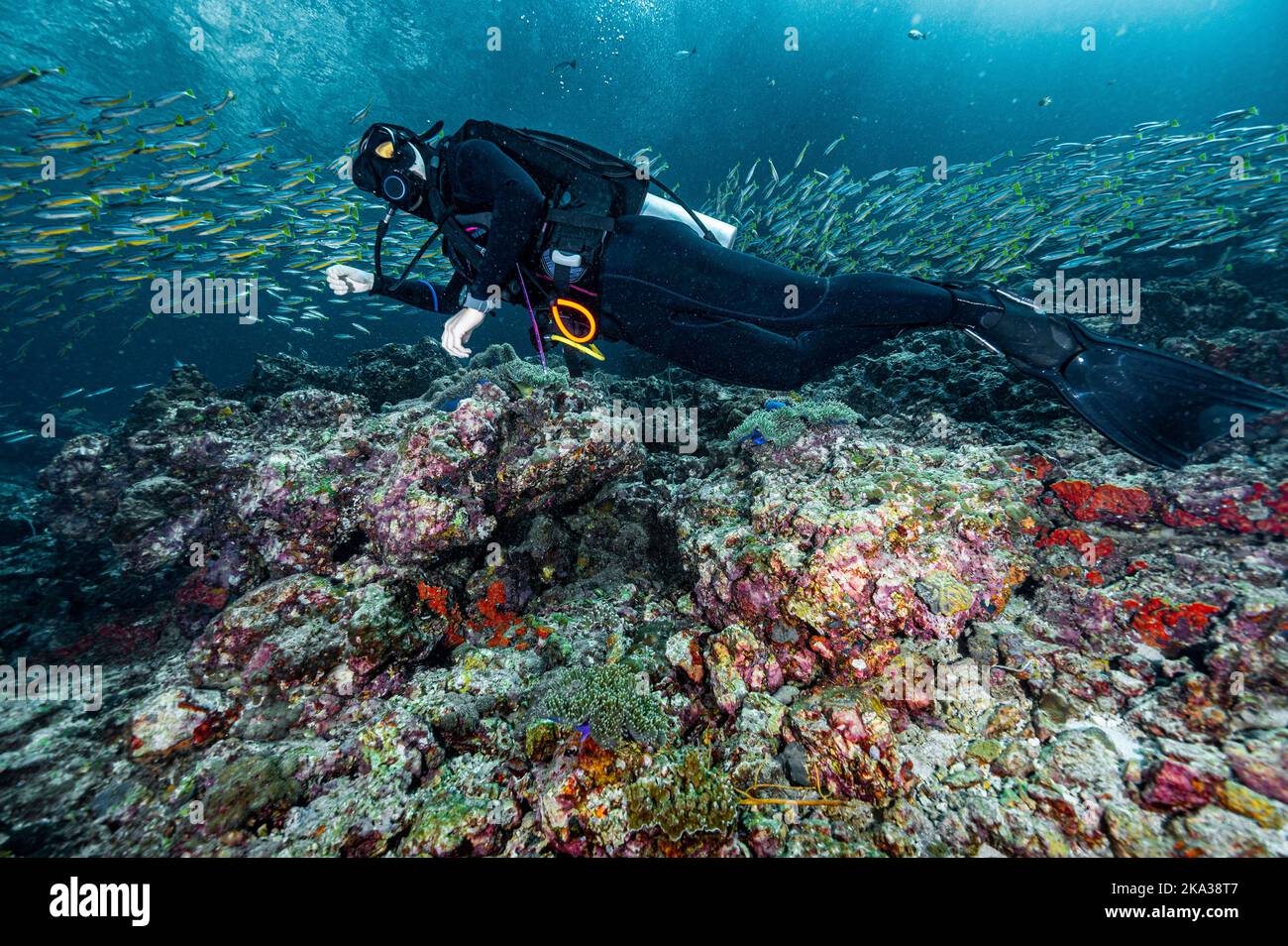 diver exploring a coral reef in the South Andaman Sea / Thailand Stock ...