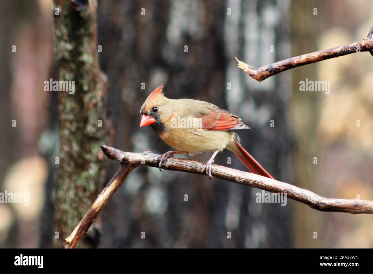 The female cardinal backyard bird in the branch Stock Photo - Alamy