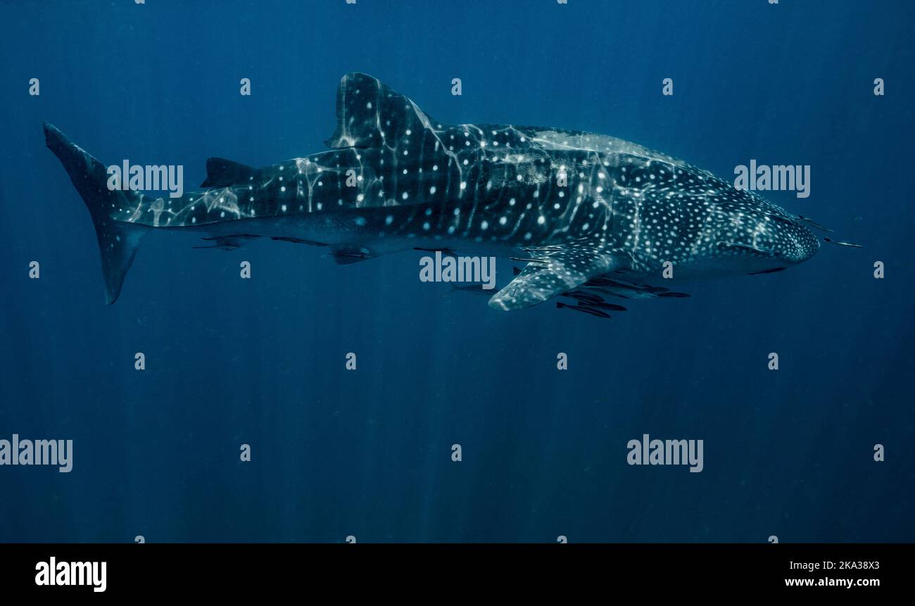 a whale shark - the largest fish in the world - in Thailand Stock Photo ...