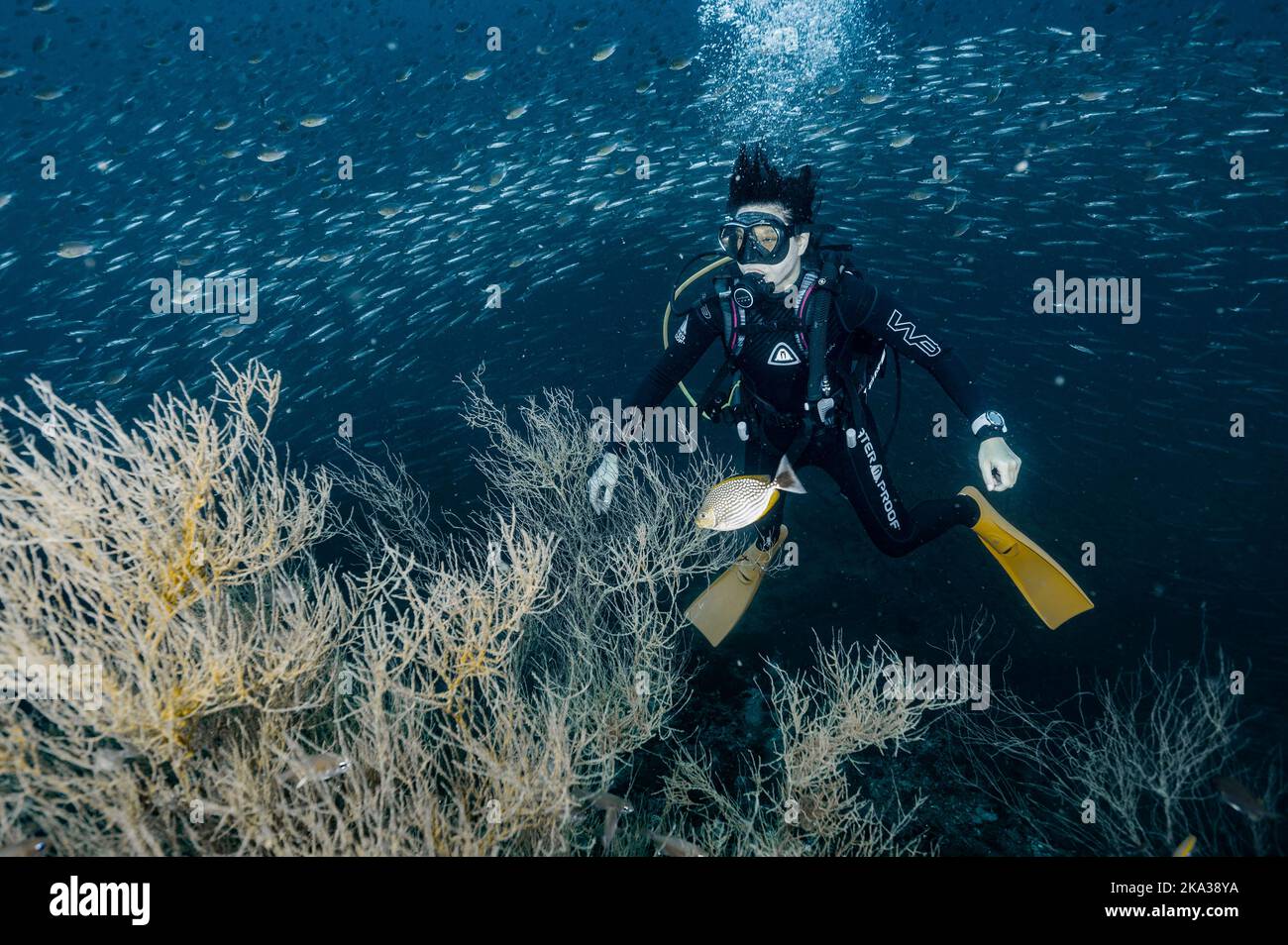 Female diver exploring coral reef hi-res stock photography and images ...
