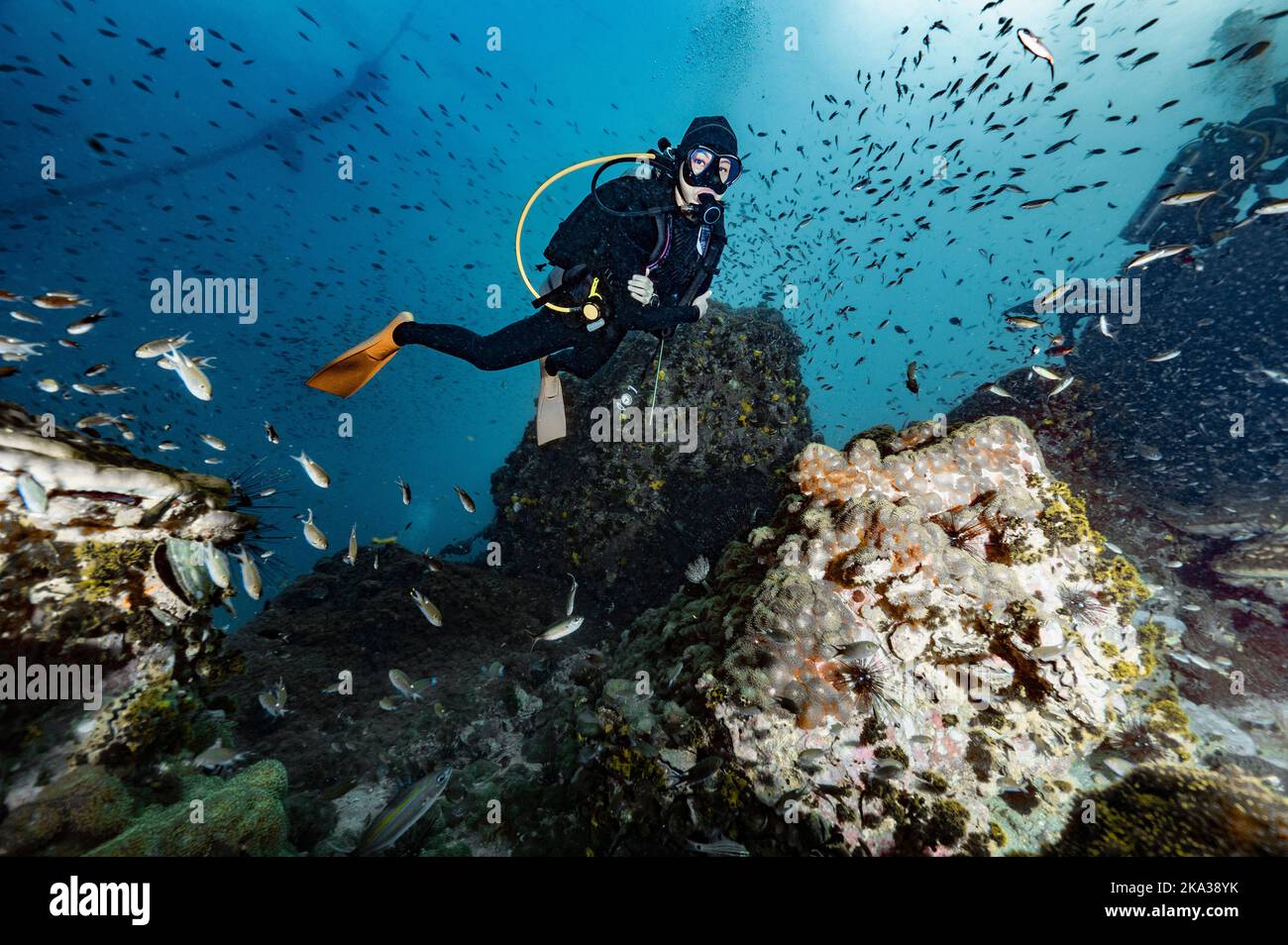Diver exploring a reef at the gulf of Thailand close to Koh Tao Stock ...